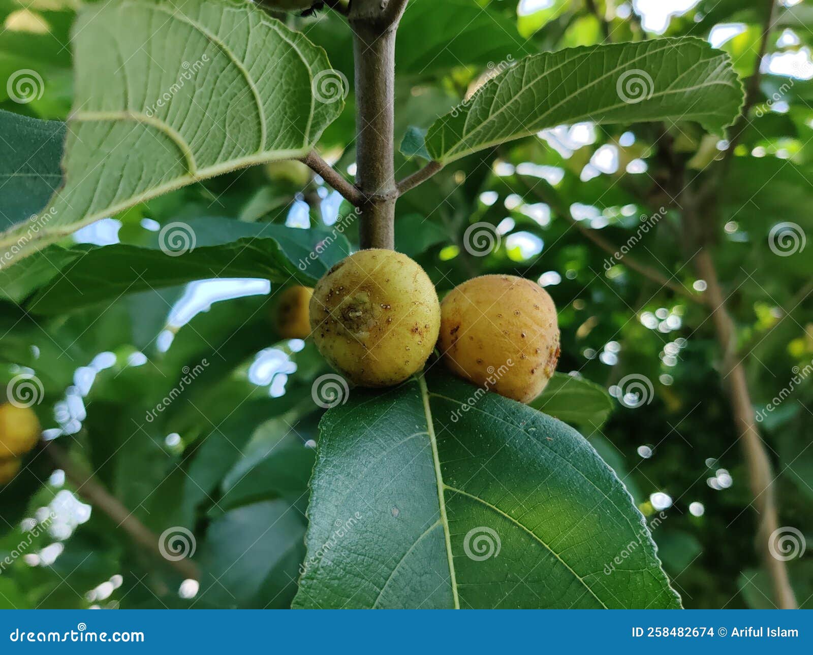 Few Figs on Tree with Fig Leaves. Stock Photo - Image of fresh, young ...