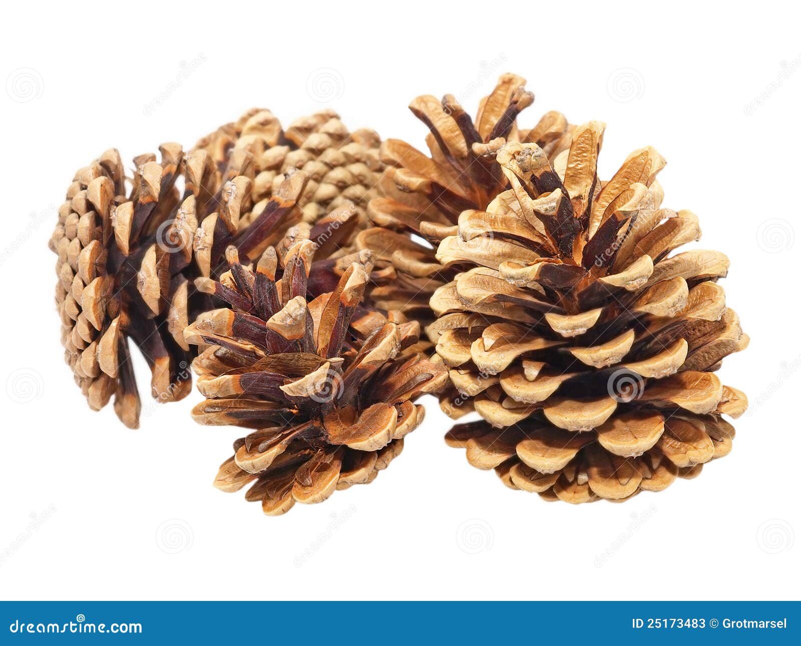 Few fir cones.Isolated. stock image. Image of plant, season - 25173483