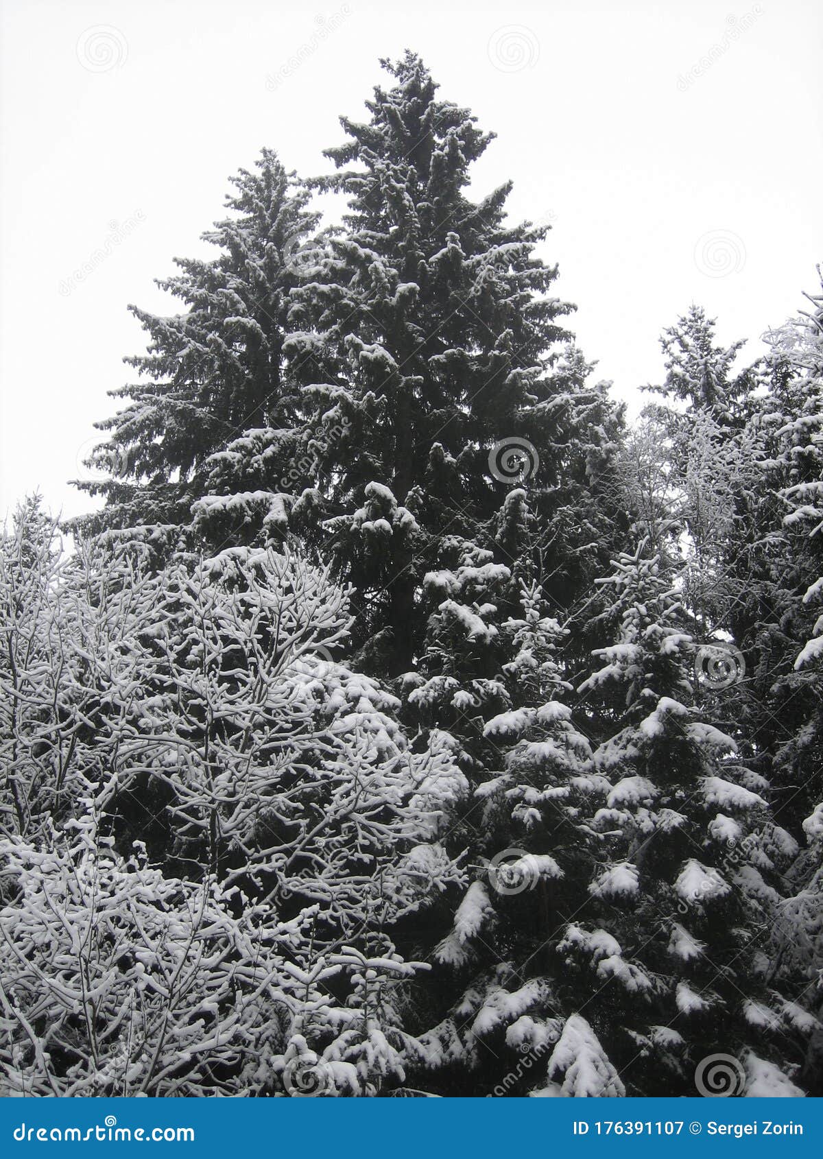 A Few Fir Trees in the Winter in the Cold Stock Image - Image of beauty ...