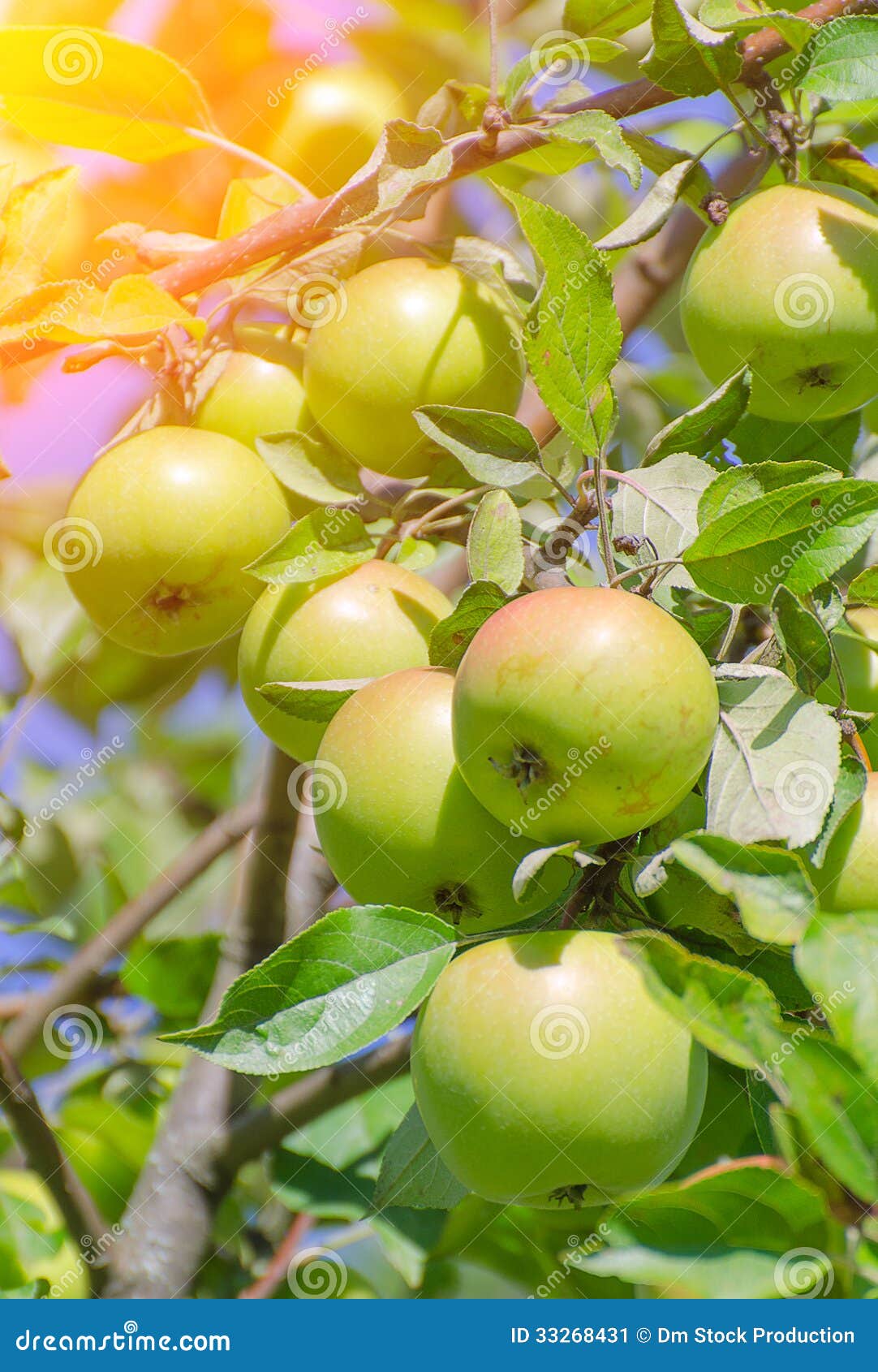 Few green apples stock image. Image of orchard, garden - 33268431