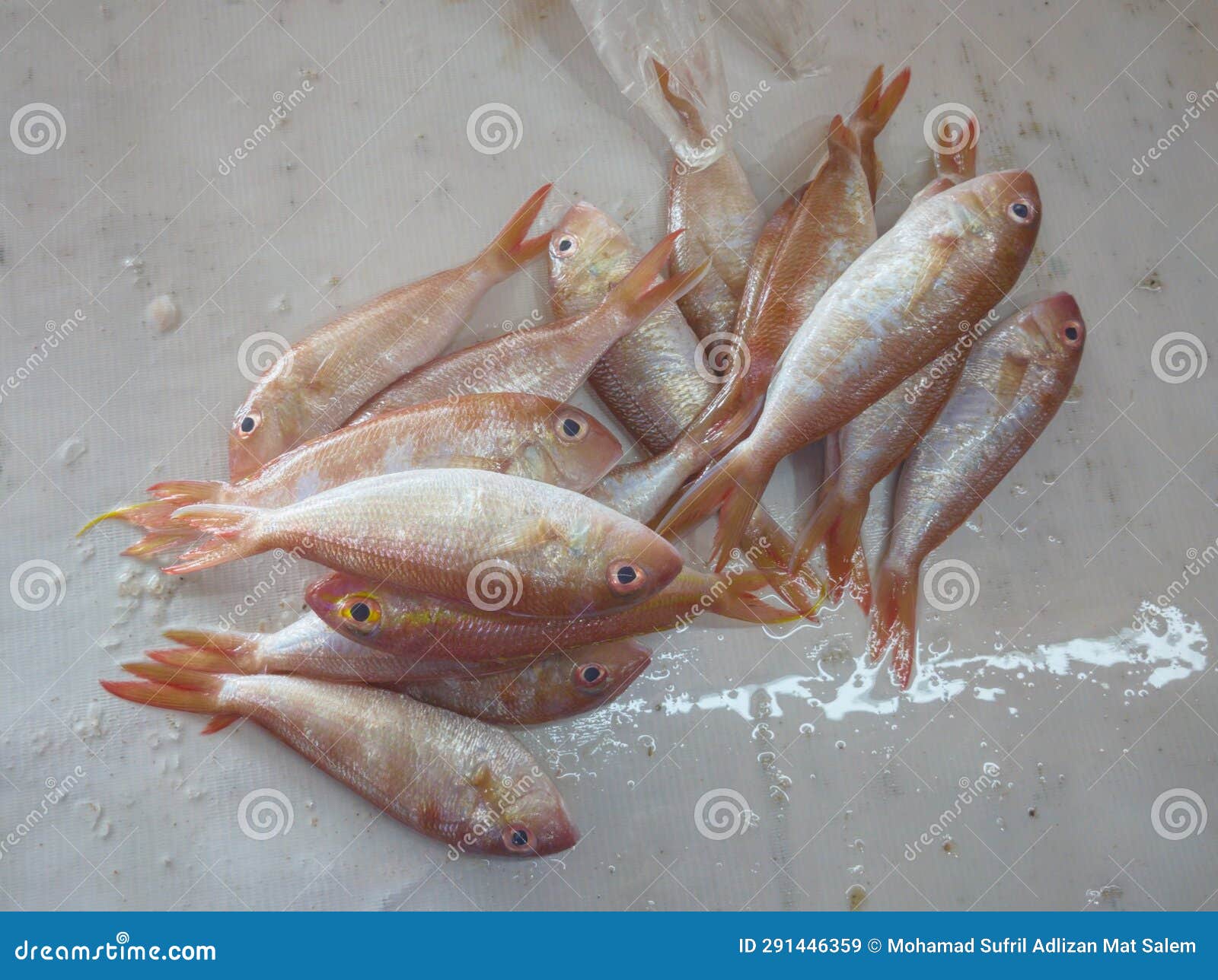 A Few Lattice Fish. Top View Stock Image - Image of cuisine, animal ...