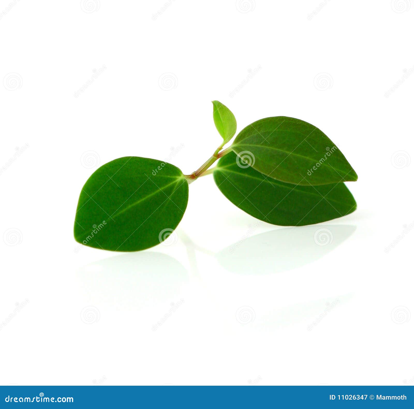 Few leaves over white stock image. Image of nature, ecology - 11026347