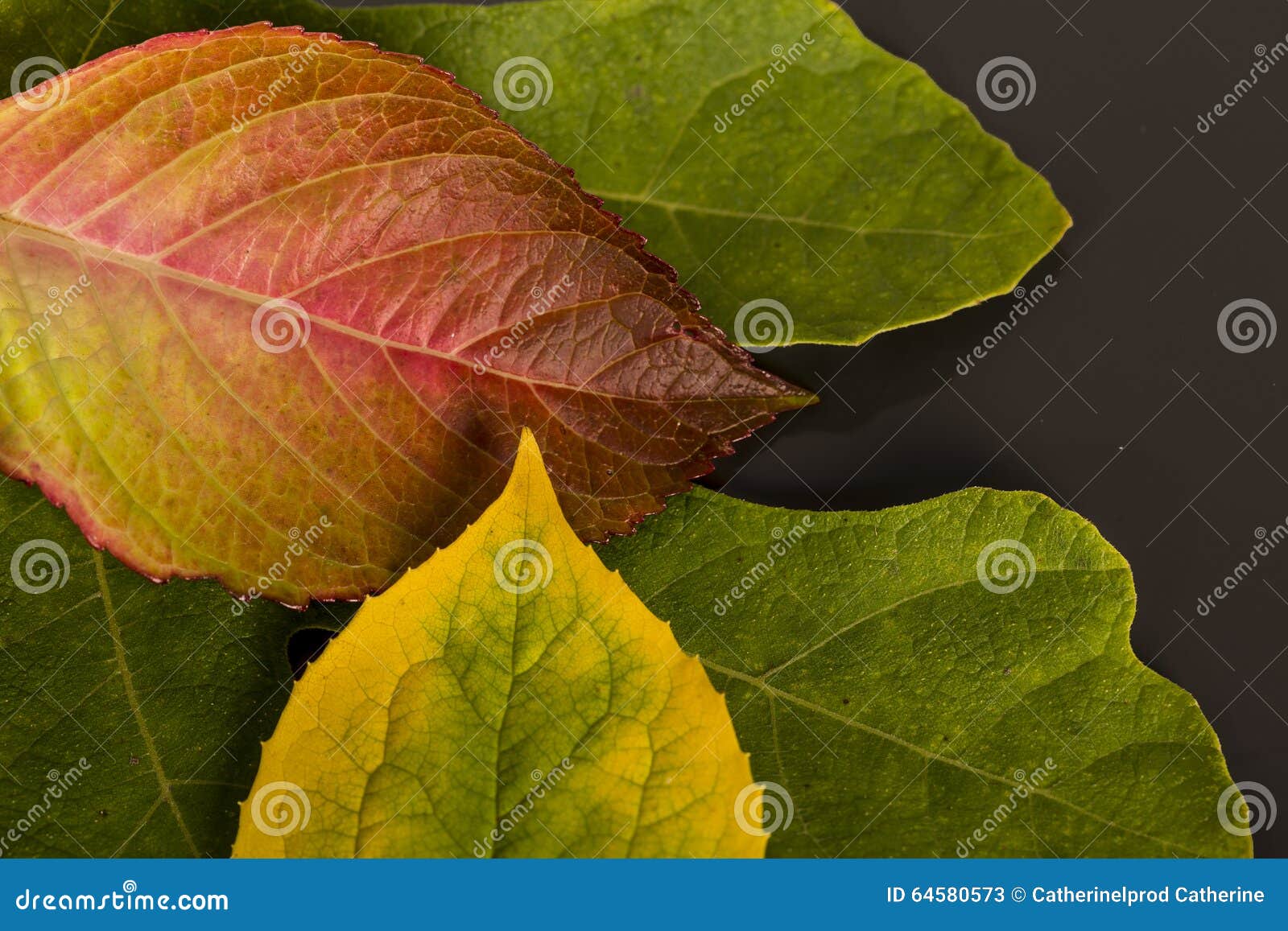 Few Leaves Reflected on a Mirror Stock Image - Image of nature, plant ...