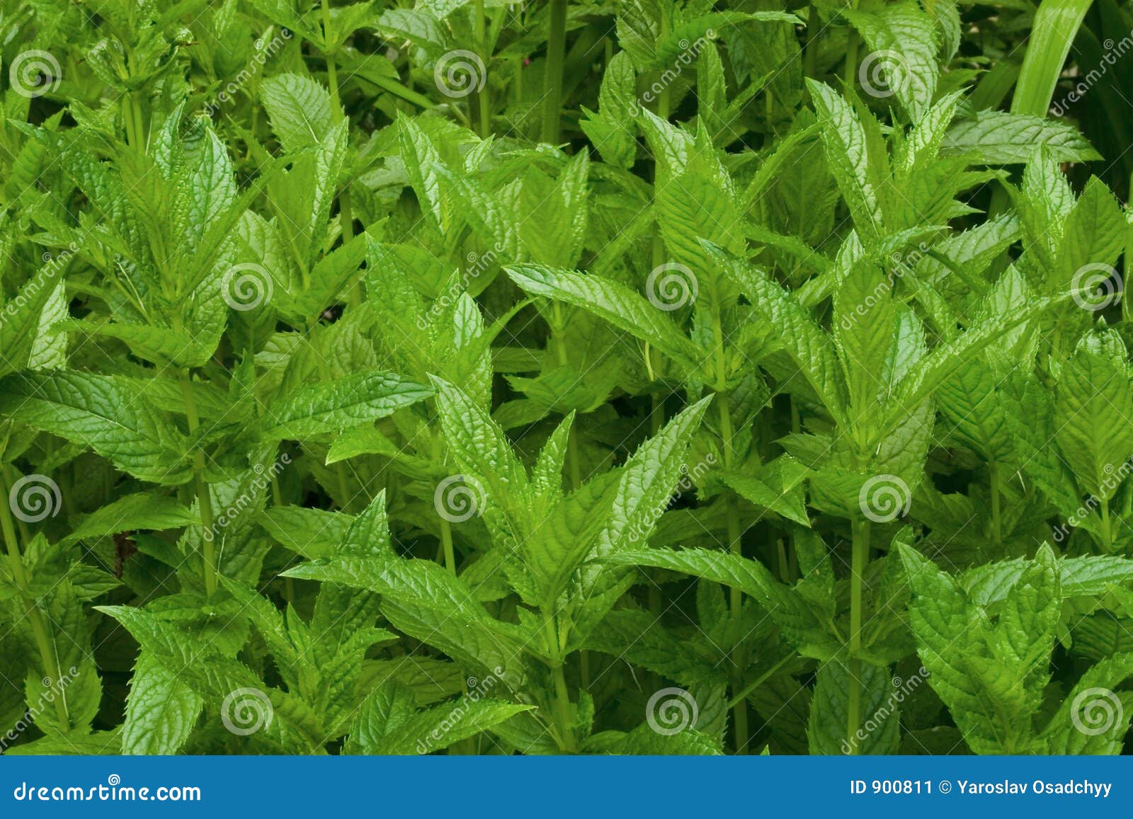Few peppermint bushes stock image. Image of grass, ground - 900811