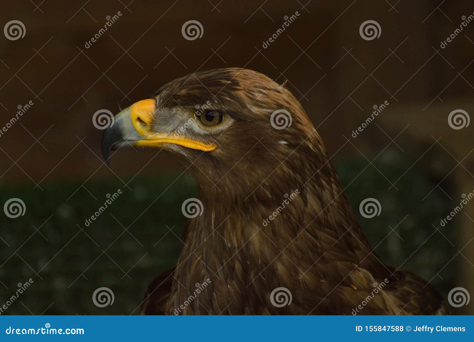 A few of beautiful eagles stock photo. Image of eagles - 155847588