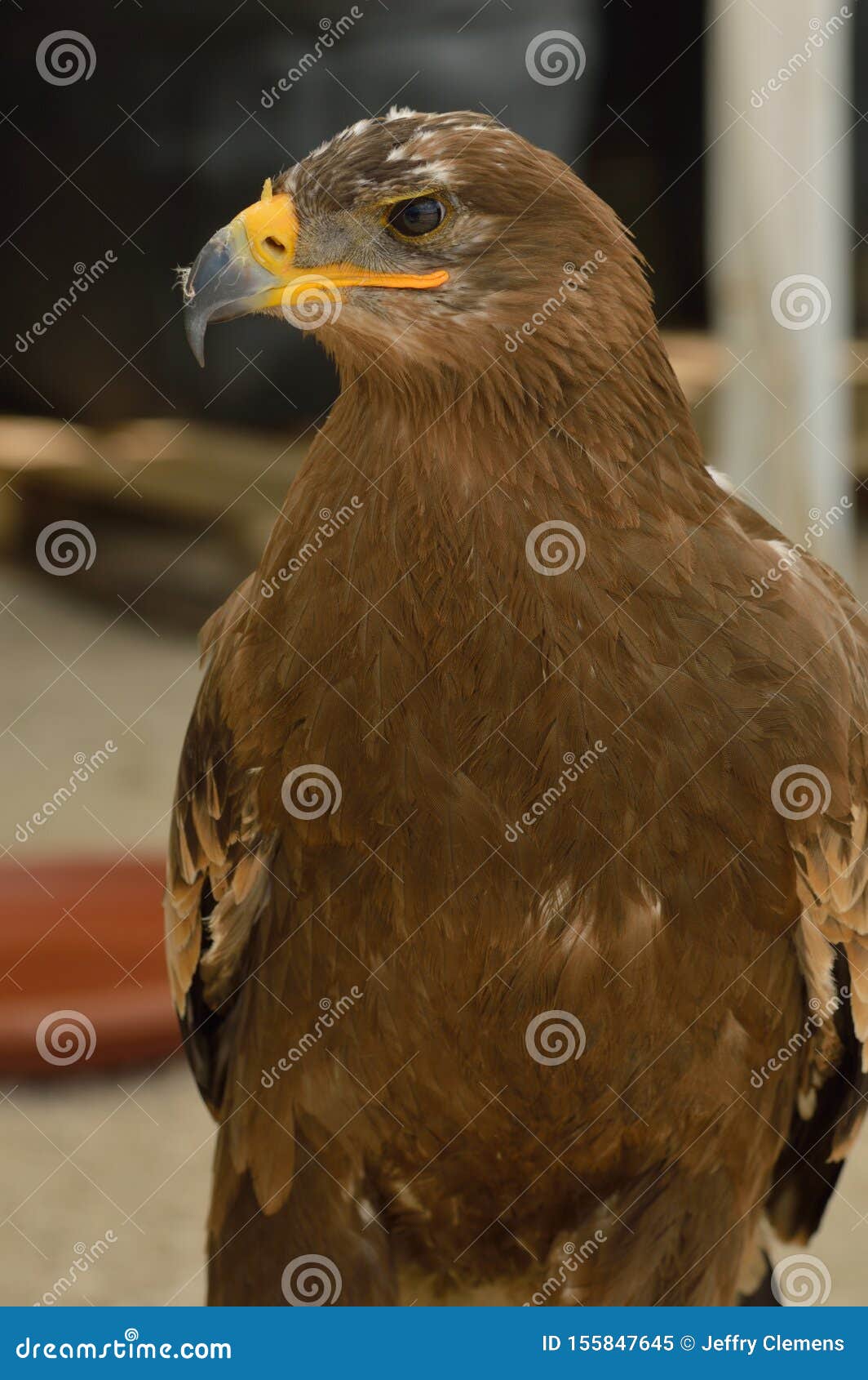 A few of beautiful eagles stock image. Image of beak - 155847645