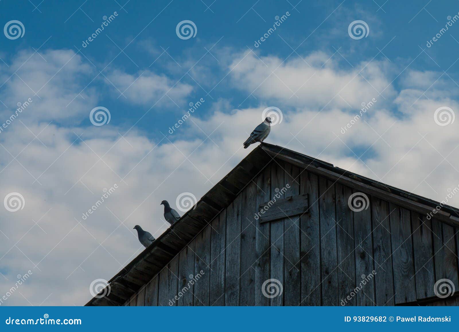 A Few Pigeons Sitting on the Roof of Barn Stock Photo - Image of ...