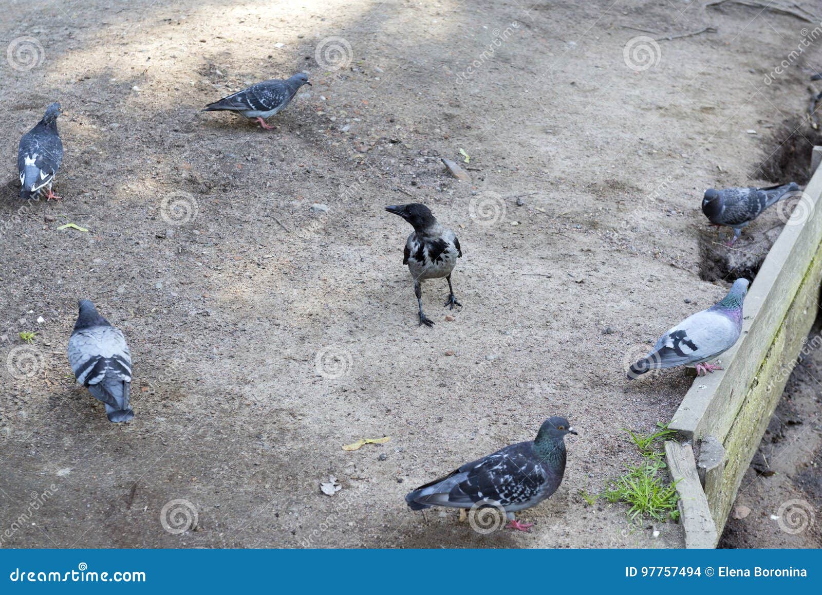Few Pigeons Walking Around One Crows Stock Photo - Image of pigeons ...
