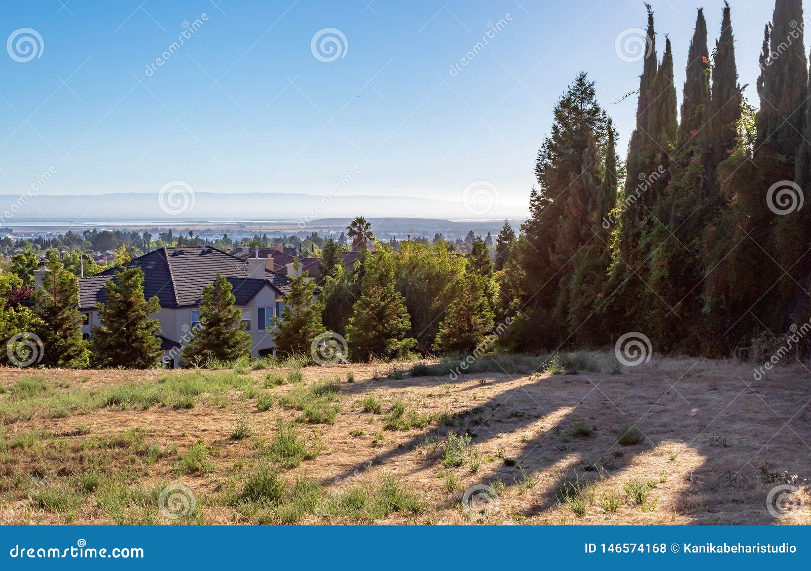Pine Trees Shadows at Sunset Stock Photo - Image of tree, green: 146574168