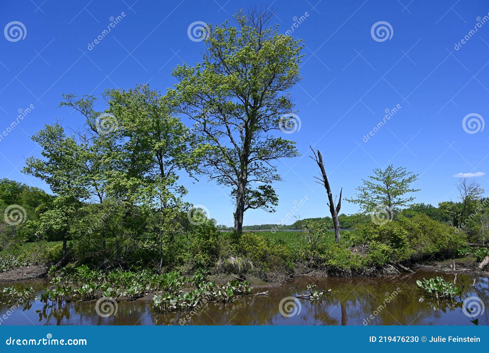 Trees in the Marsh stock photo. Image of tree, swamp - 219476230
