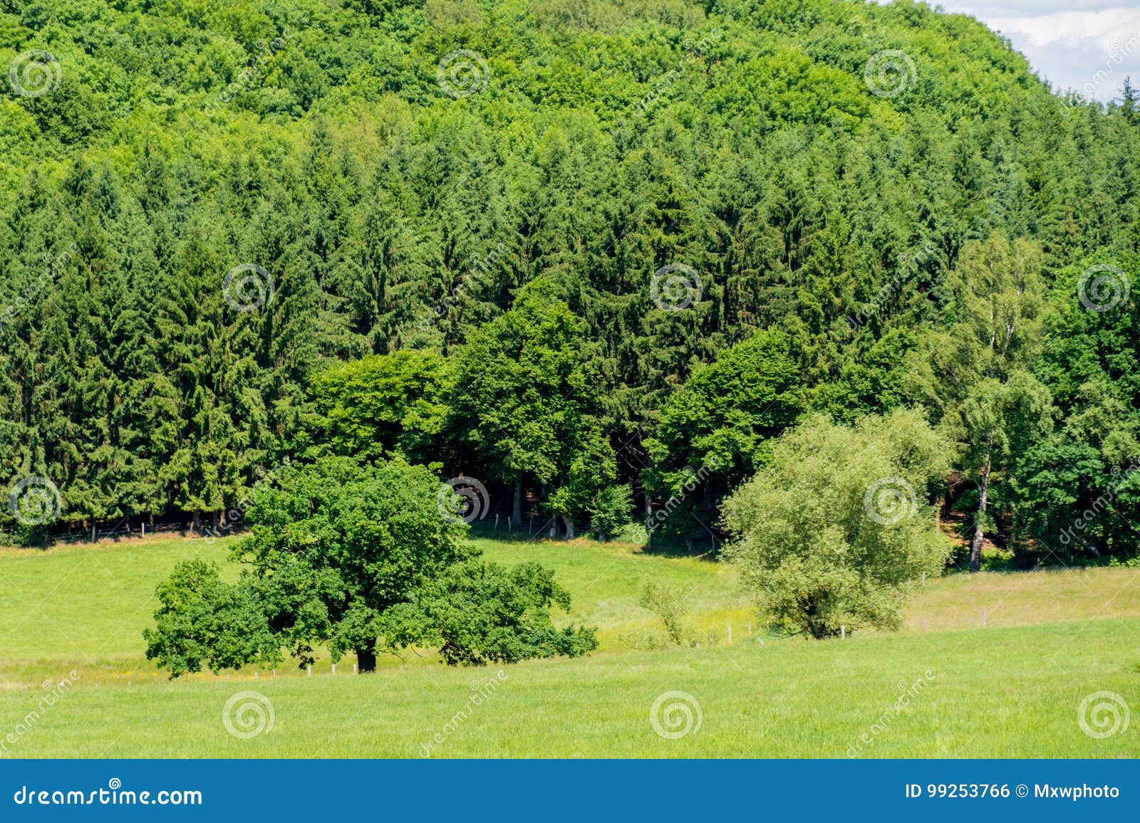 Few Single Trees in Front of Mixed Forest Stock Photo - Image of grow ...