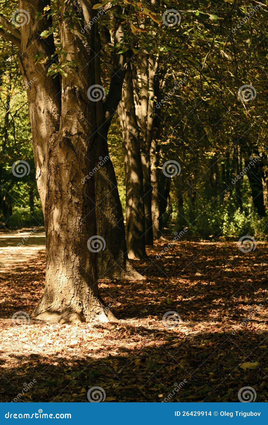 Few slender trees stock photo. Image of bark, earth, trees - 26429914