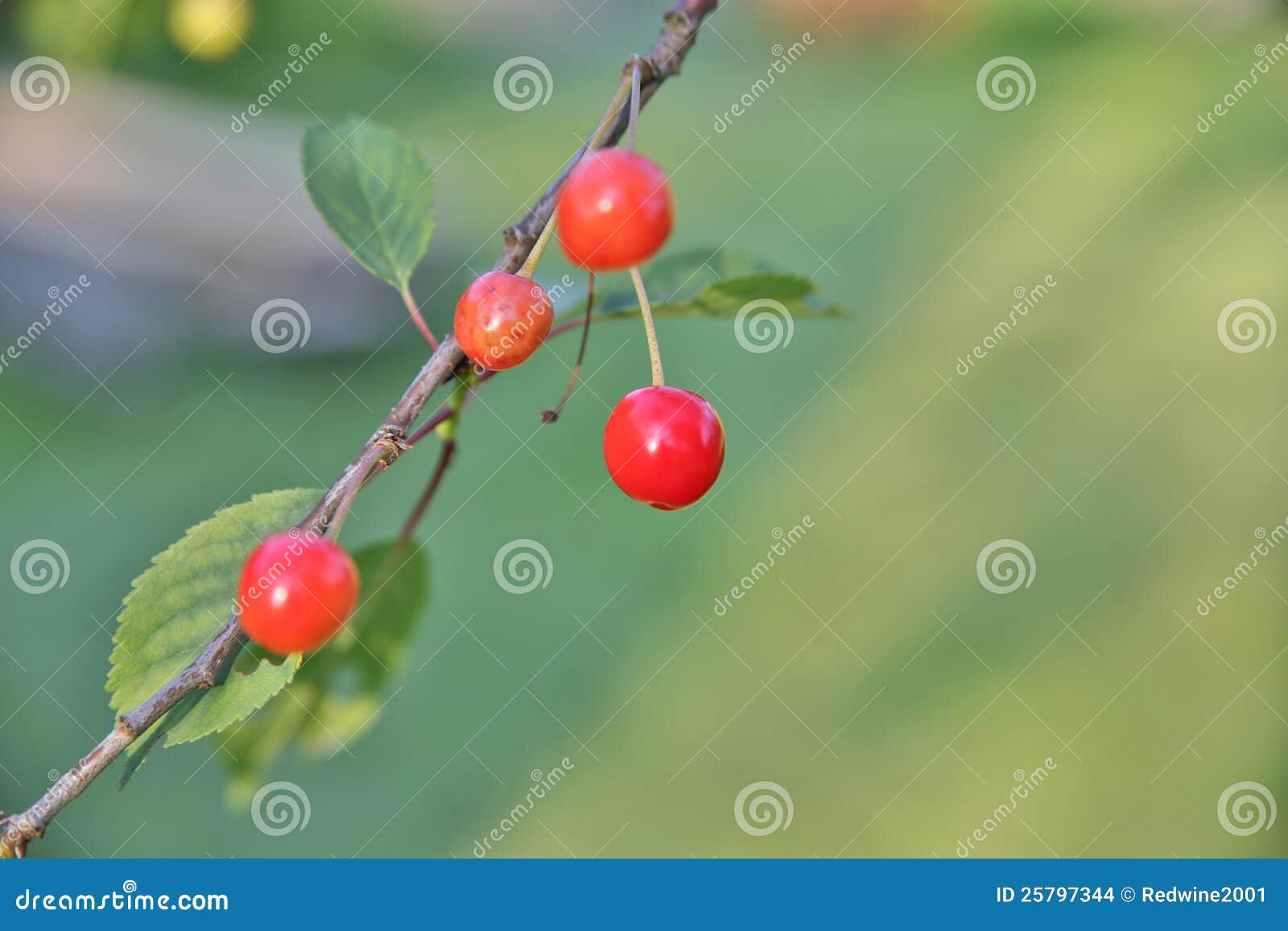 Few Small Cherries Hang on Thin Tree Stock Photo - Image of delicious ...