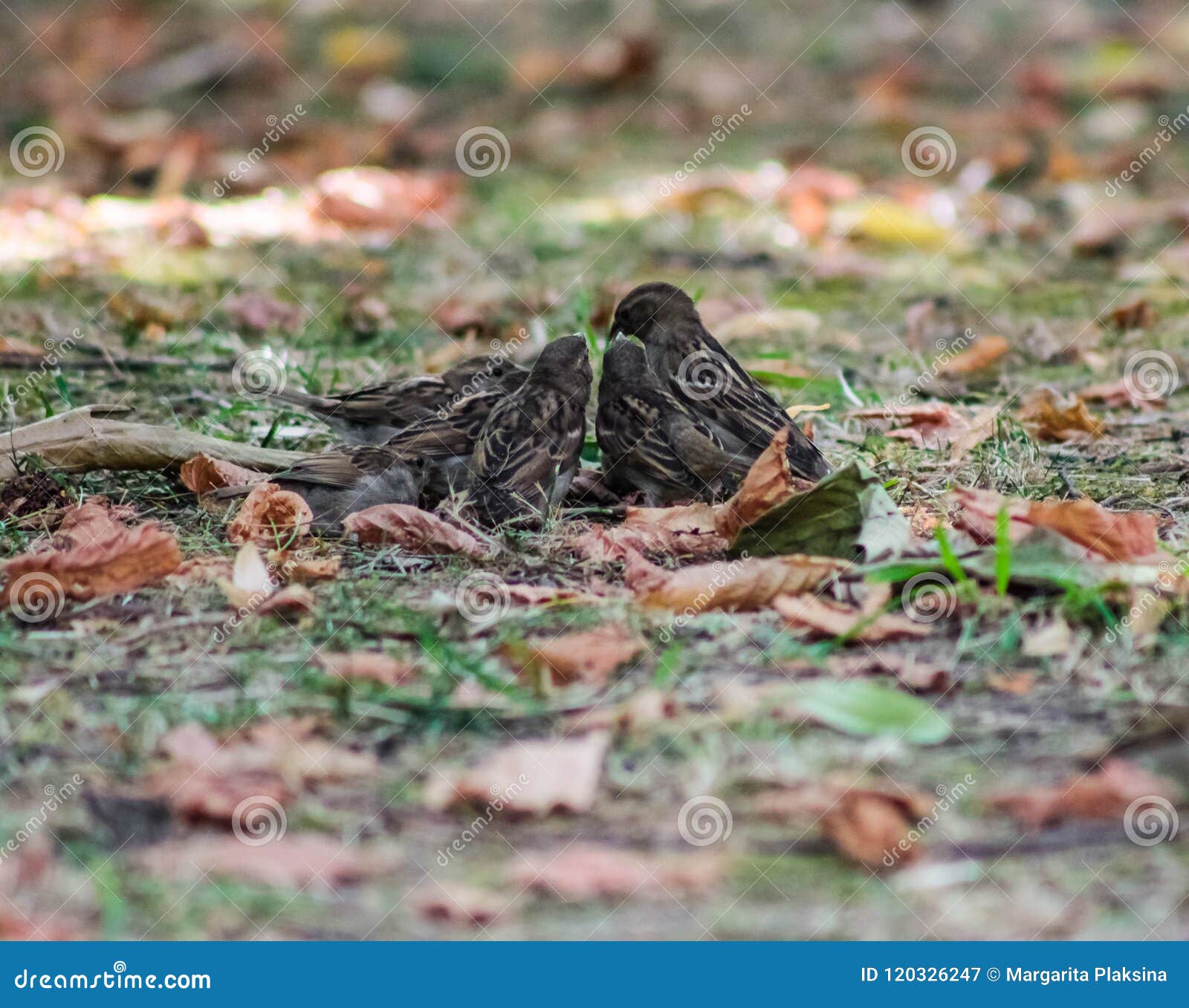 A few sparrows in a circle stock image. Image of perch - 120326247