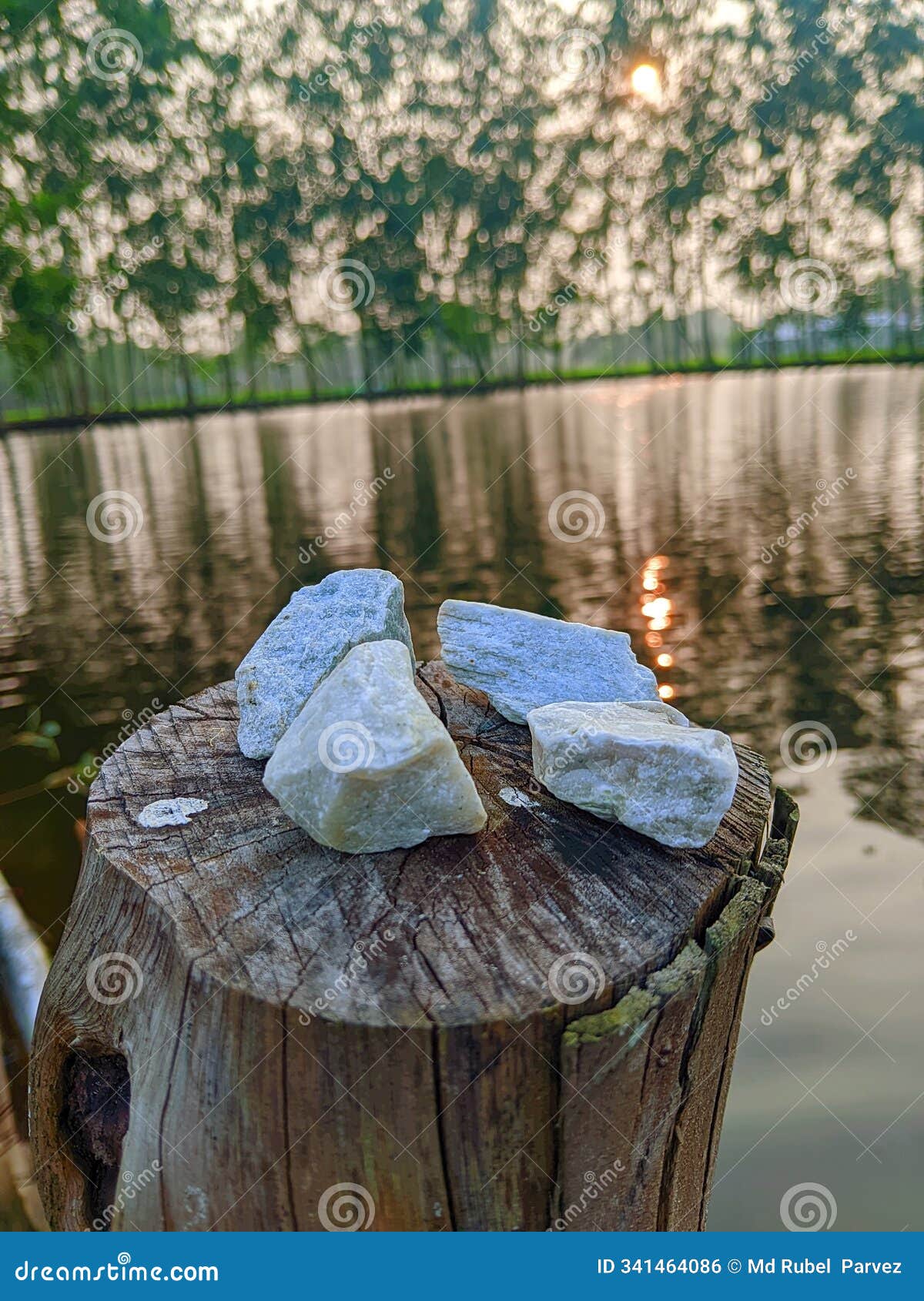 A Few Stones on the Trunk of a Tree. Stock Photo - Image of closeup ...