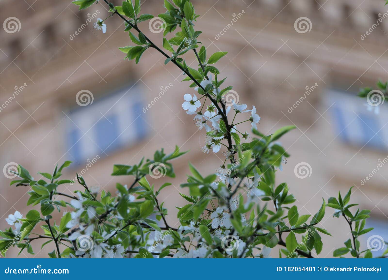 A Few Thin Twigs of Cherry Tree with Densely Growing Flowers. Stock ...