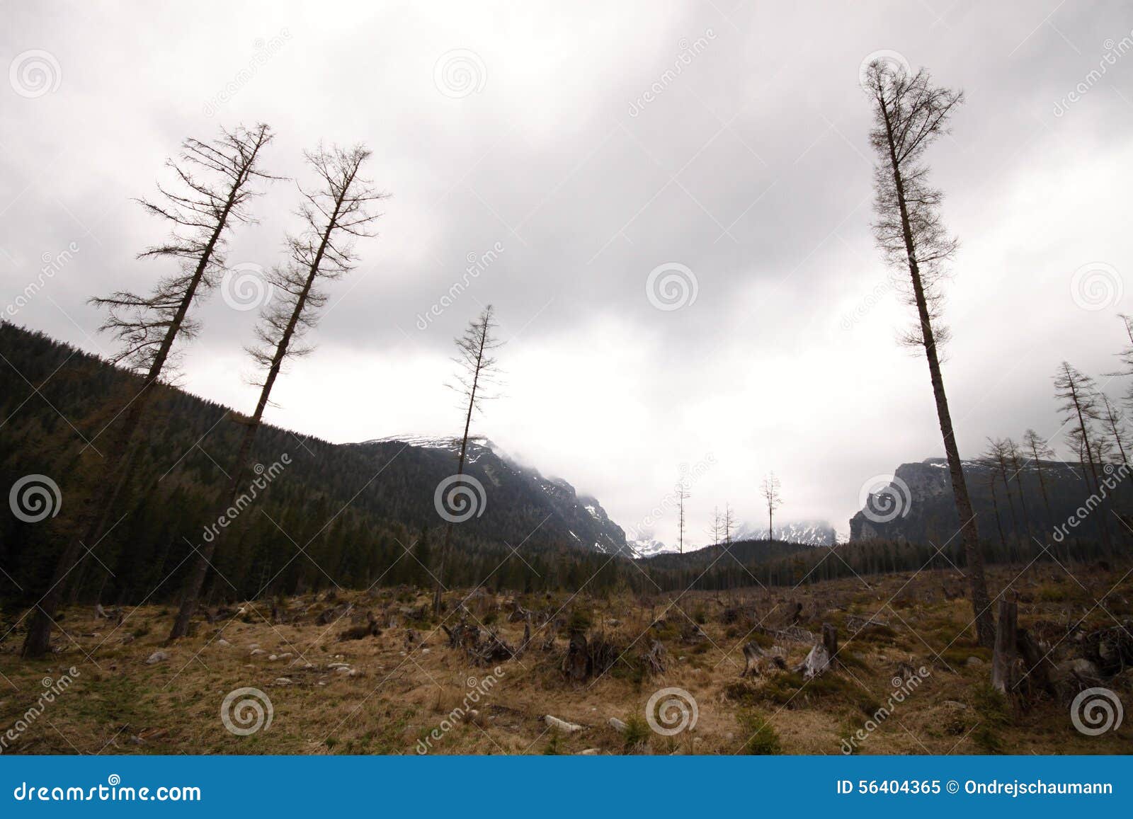 Few trees left stock image. Image of heavy, stump, tatry - 56404365