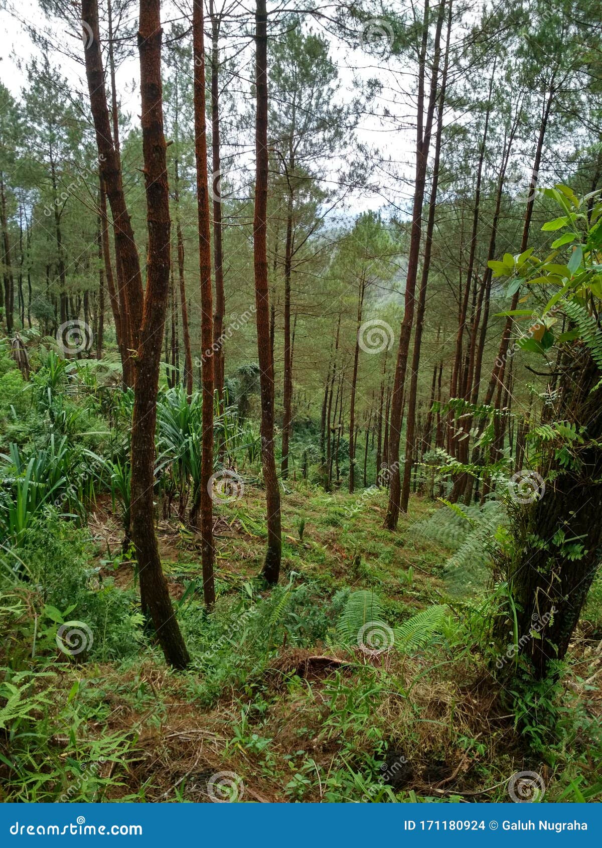 Tropical Pine Forest Stock Photos - Download 8,514 Royalty Free Photos
