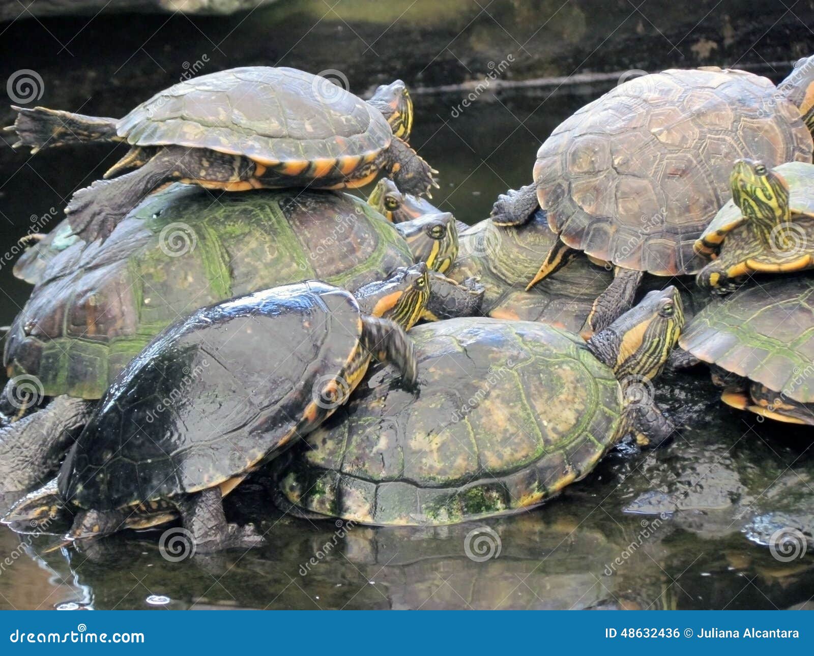 A few turtles together stock photo. Image of shield, view - 48632436