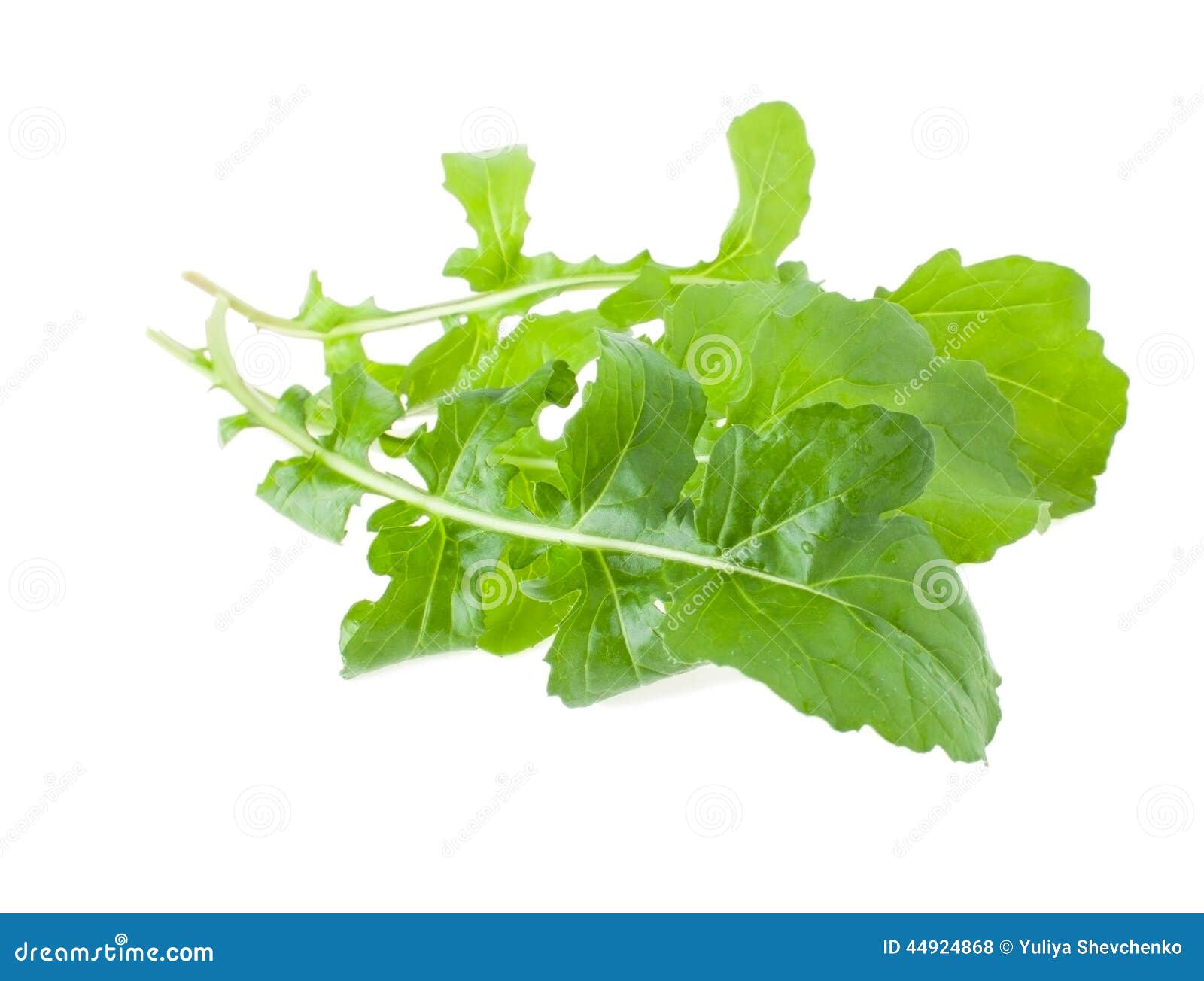 Few Twigs of Choice Rucola stock photo. Image of freshness - 44924868
