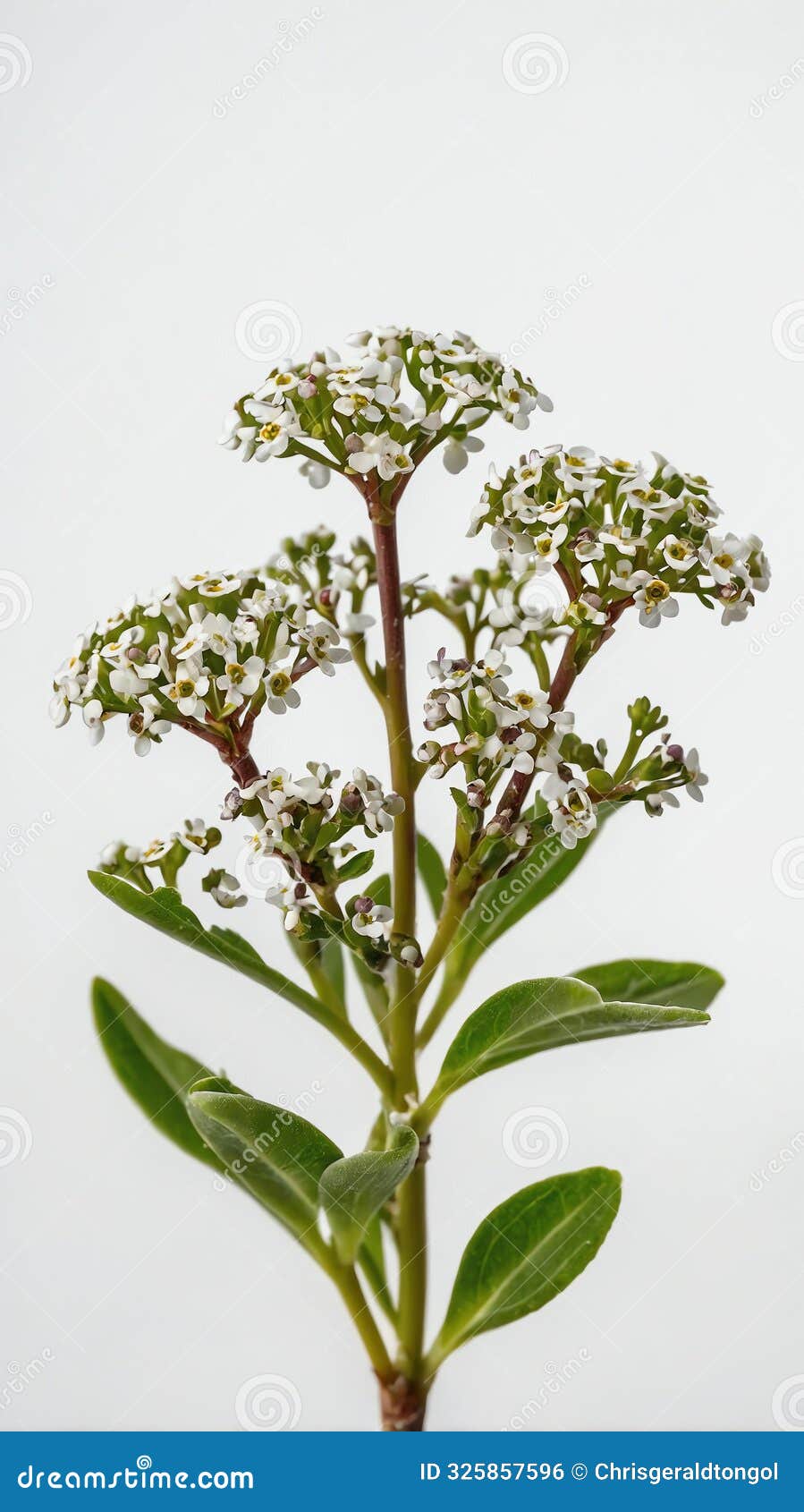 Few Twigs with Small Alyssum Isolated on White Backgro Ai Generated ...