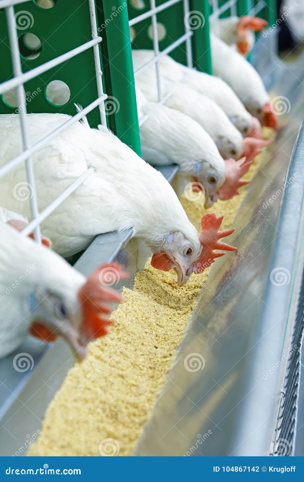 A Few White Chickens in a Row are Fed Stock Photo - Image of fauna ...