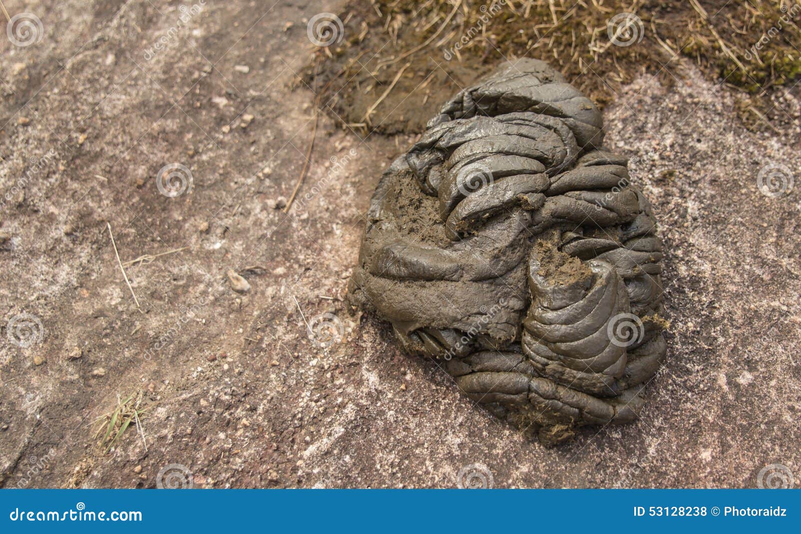 Fezes do elefante foto de stock. Imagem de grande, selvagem - 53128238