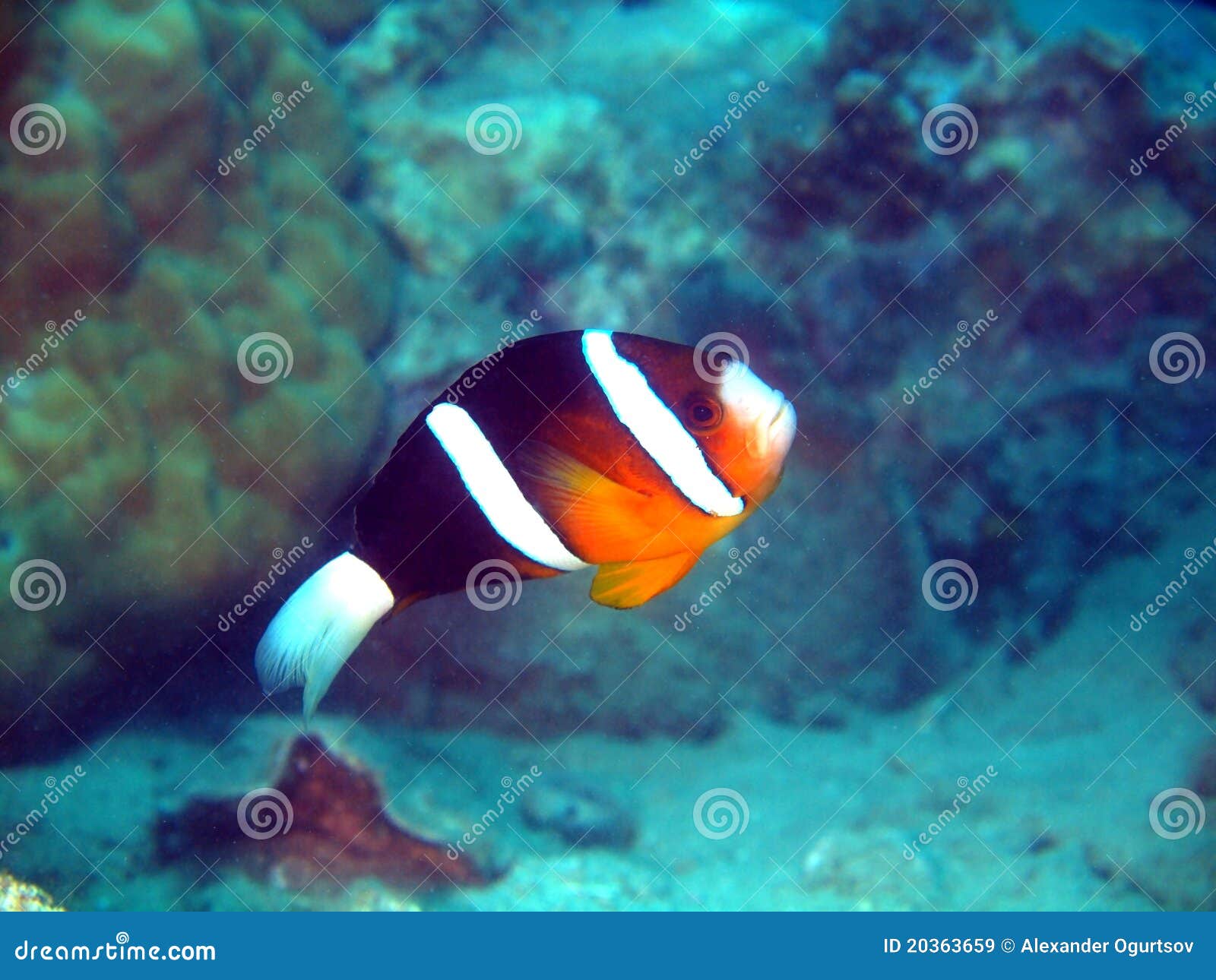 Ffish-clown stock image. Image of tropic, world, ocean - 20363659