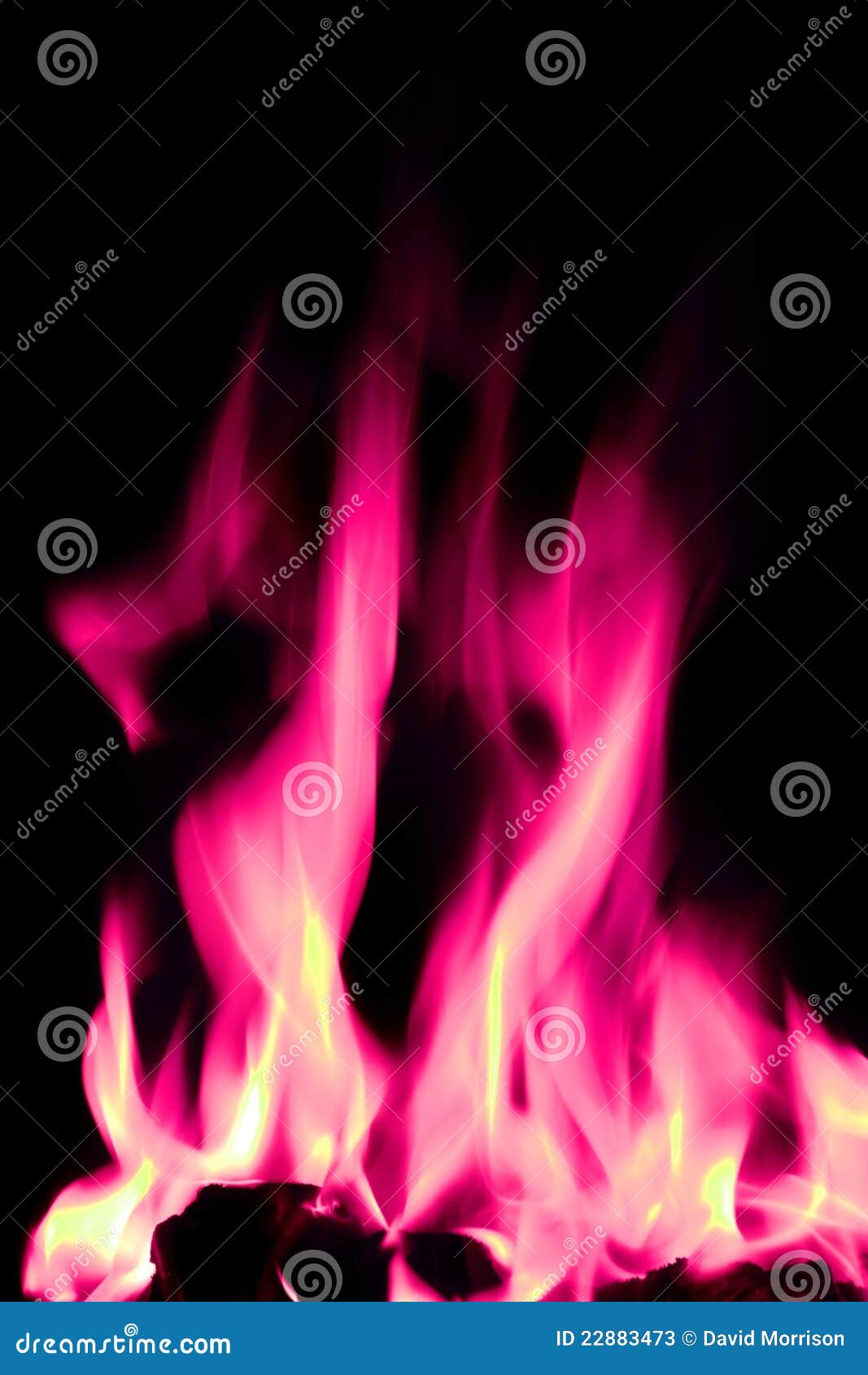 Fiamme Aperte Del Fuoco Di Bianco E Di Colore Rosa Immagine Stock ...