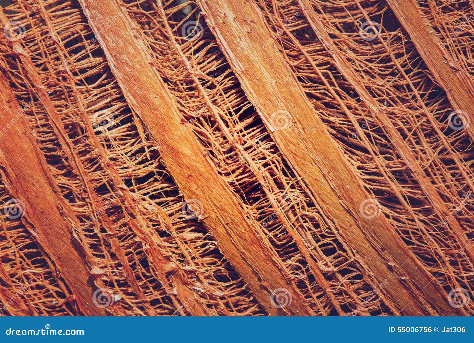 Fiber on Coconut Tree Pattern Stock Photo - Image of abstract, pressed ...