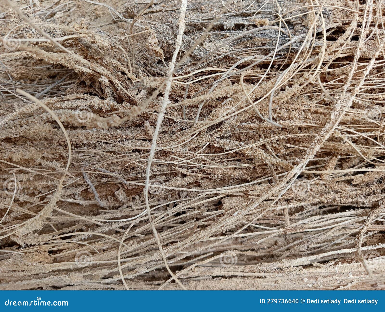 The Fiber from Dry Palm Tree Trunks is Brown Stock Photo - Image of ...