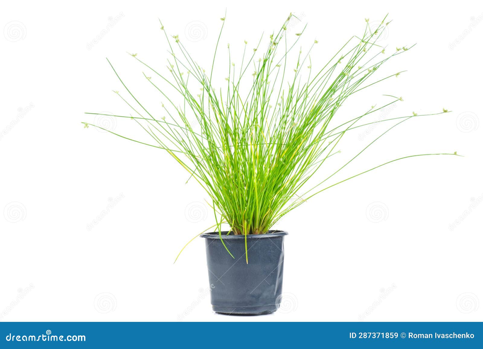 Fiber Optic Grass, "Live Wire", Isolepis Cernua Stock Image - Image of ...