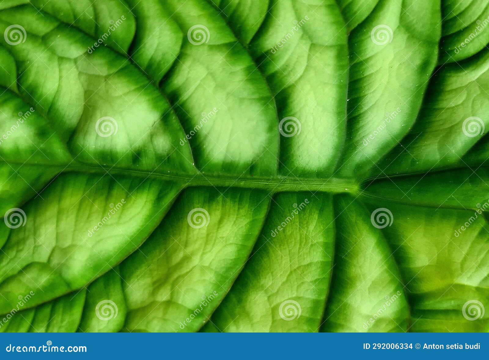 The Fiber of the Plant Leaves is Green Stock Photo - Image of leaves ...