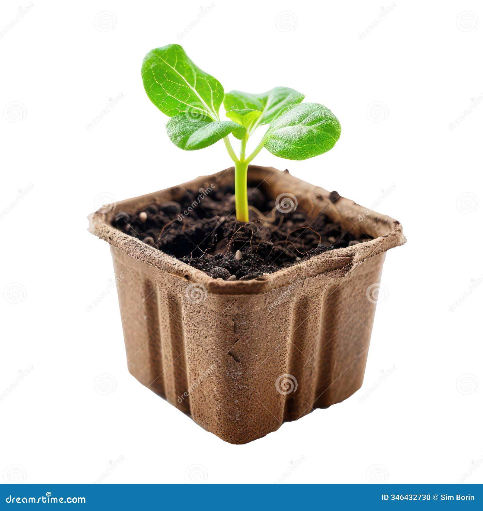 Fiber Seed Starting Cell Front View Isolate Stock Illustration ...
