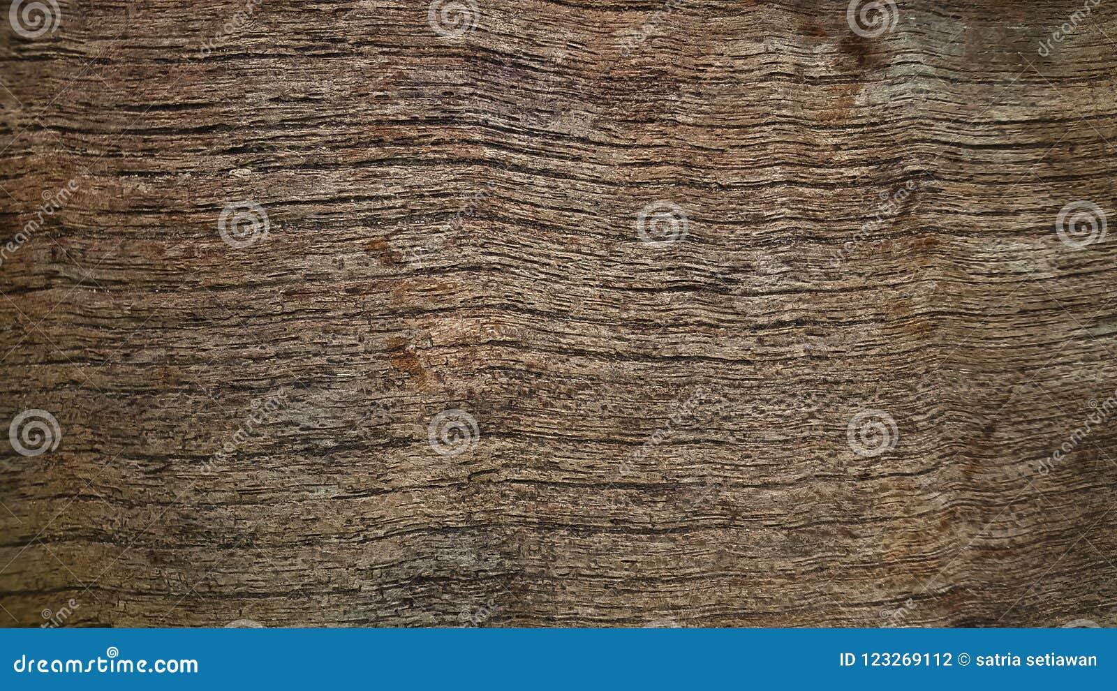 Fiber wood stock photo. Image of treestump, brown, treering - 123269112