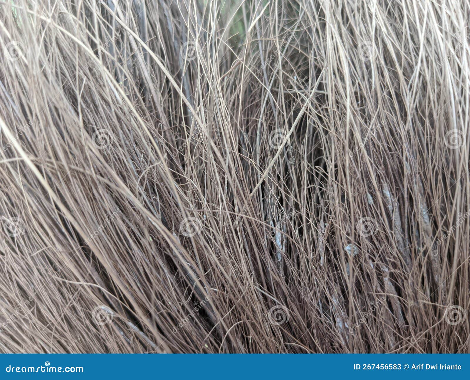 Fibers from Coconut Tree Trunks Stock Image - Image of leaf ...