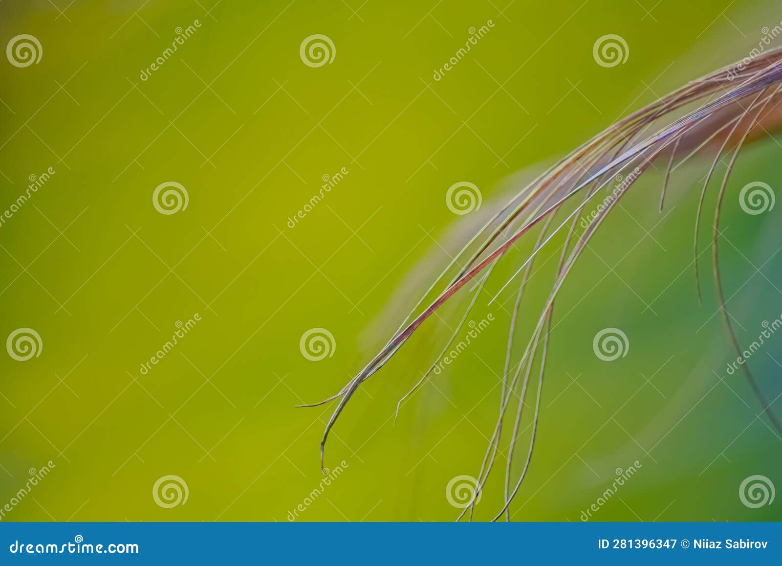 Fibers at the Tips of a Palm Tree Leaf Close-up. the Concept that ...