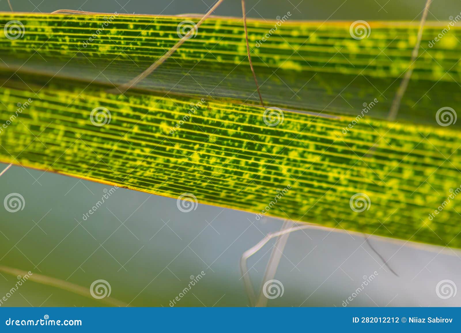 Fibers at the Tips of a Palm Tree Leaf Close-up. the Concept that ...