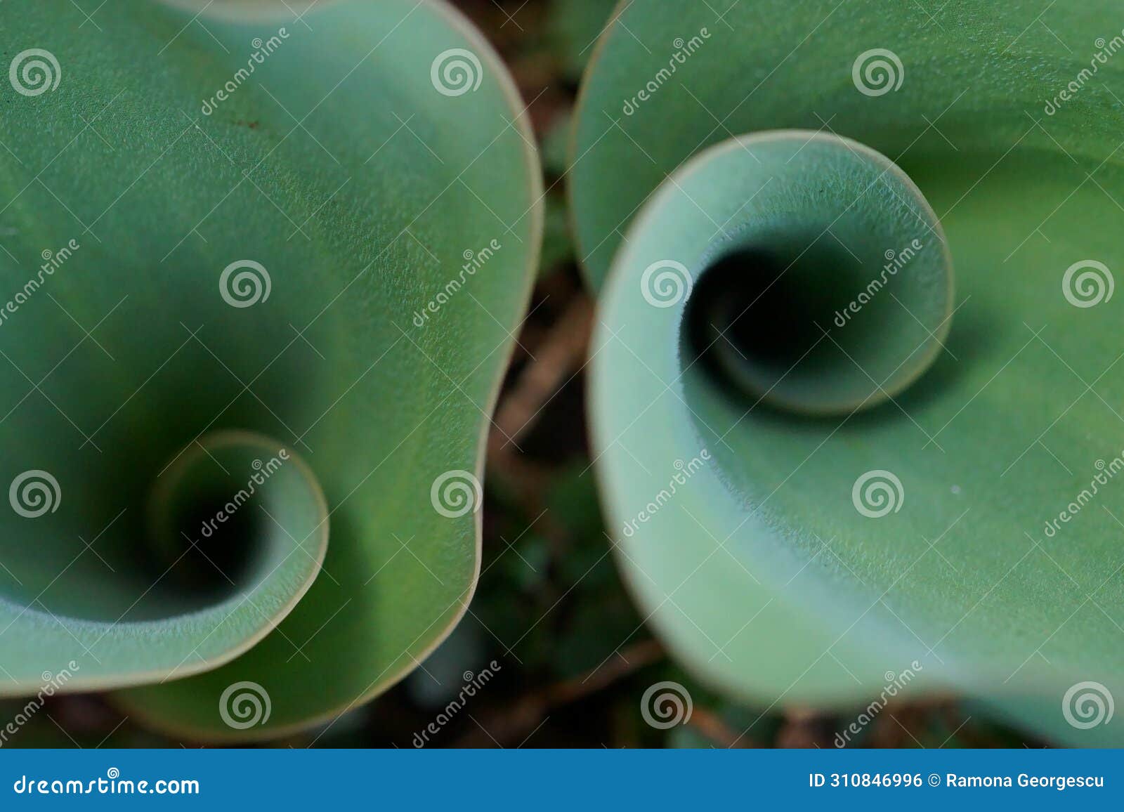 Fibonacci Essence in Nature the Growth Spiral of the Tulip Leaf Stock ...