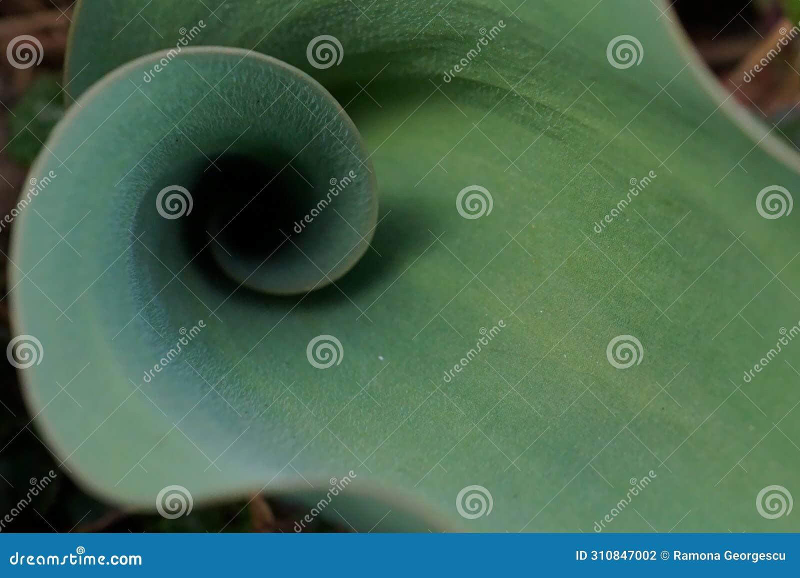 Fibonacci Essence in Nature the Growth Spiral of the Tulip Leaf Stock ...