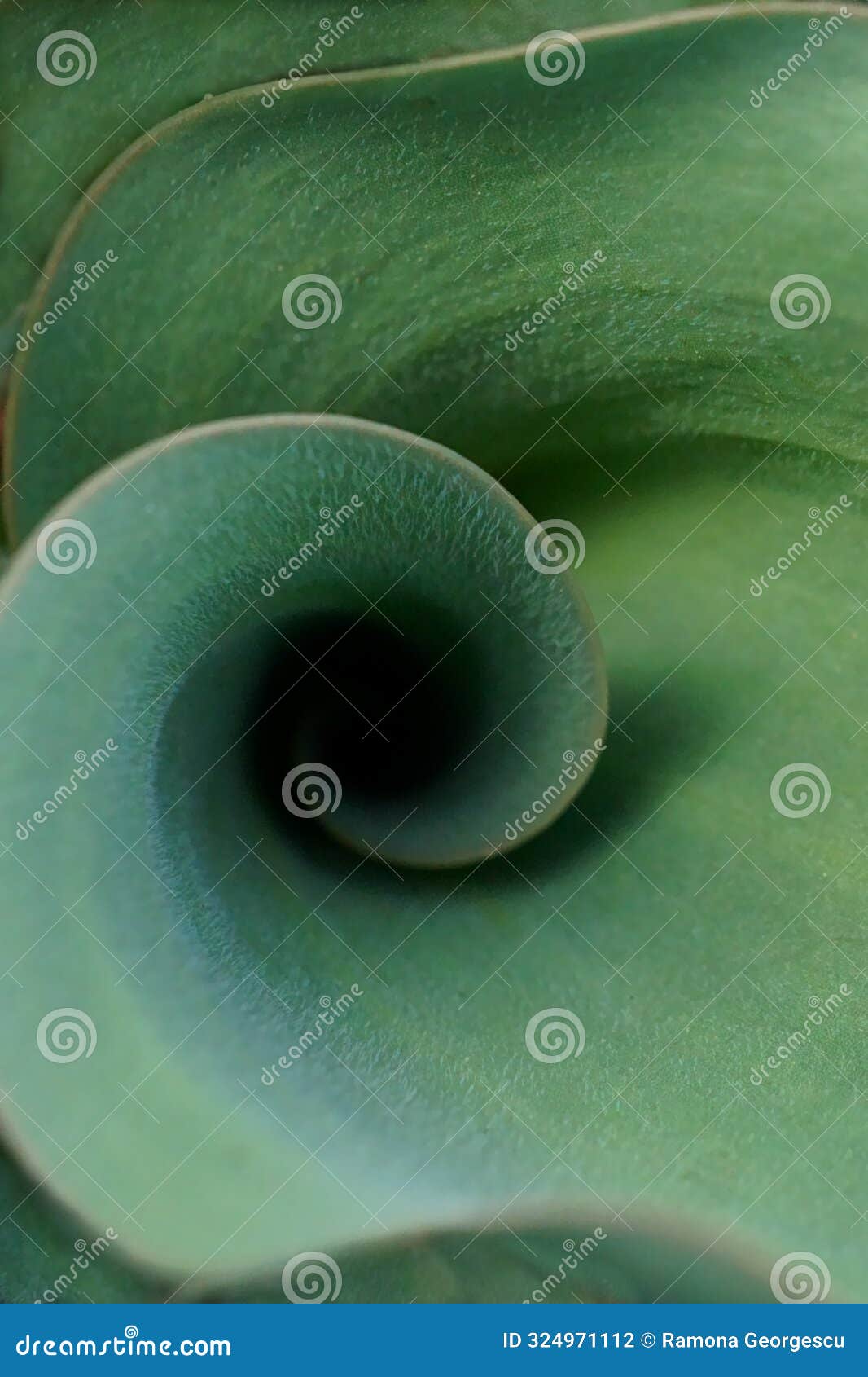 Fibonacci Essence in Nature, the Growth Spiral of the Tulip Leaf Stock ...