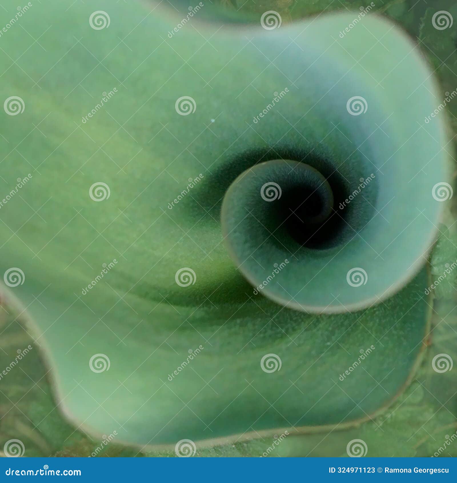 Fibonacci Essence in Nature the Growth Spiral of the Tulip Leaf Stock ...