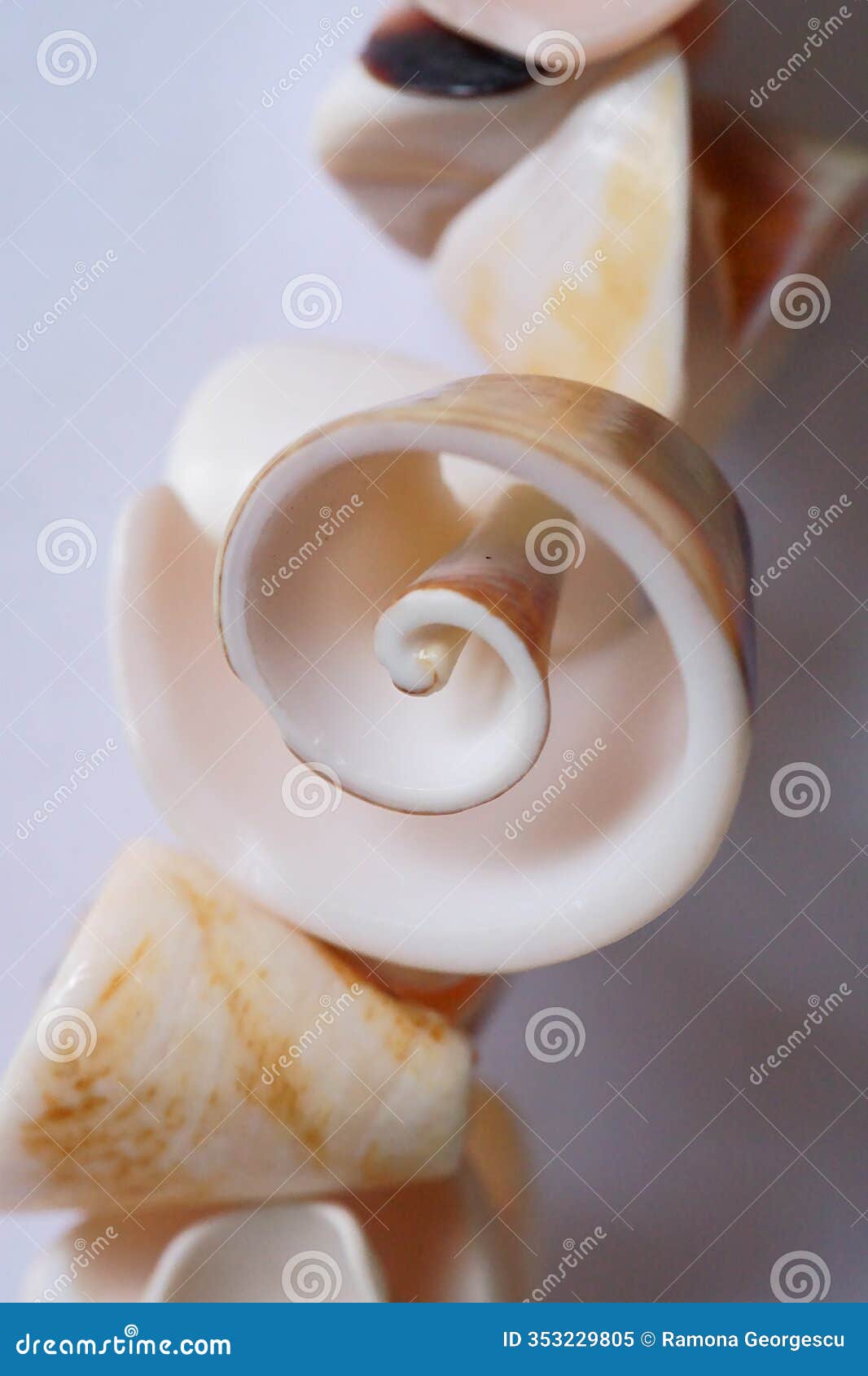 Fibonacci Essence in Nature the Spiral Seen in Section of a Seashell ...