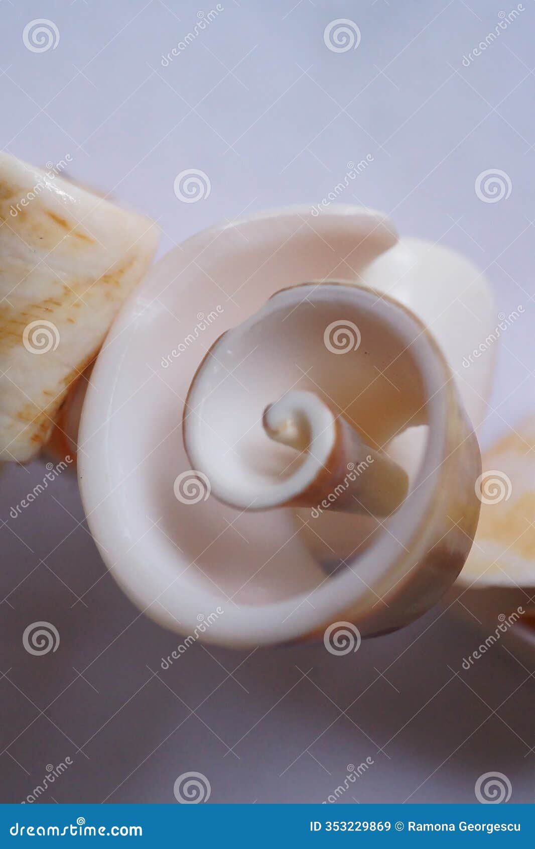Fibonacci Essence in Nature the Spiral Seen in Section of a Seashell ...