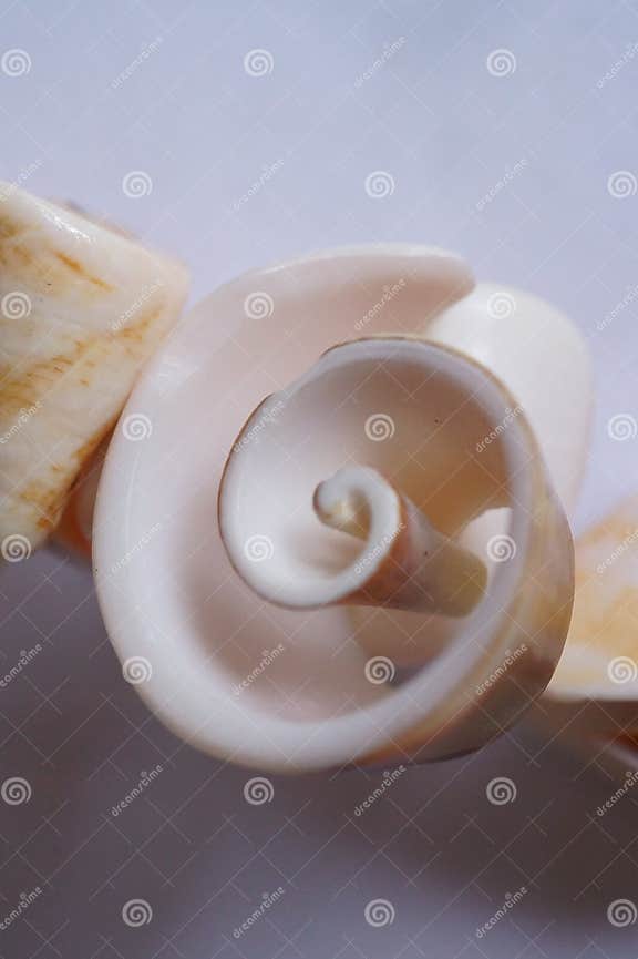 Fibonacci Essence in Nature the Spiral Seen in Section of a Seashell ...