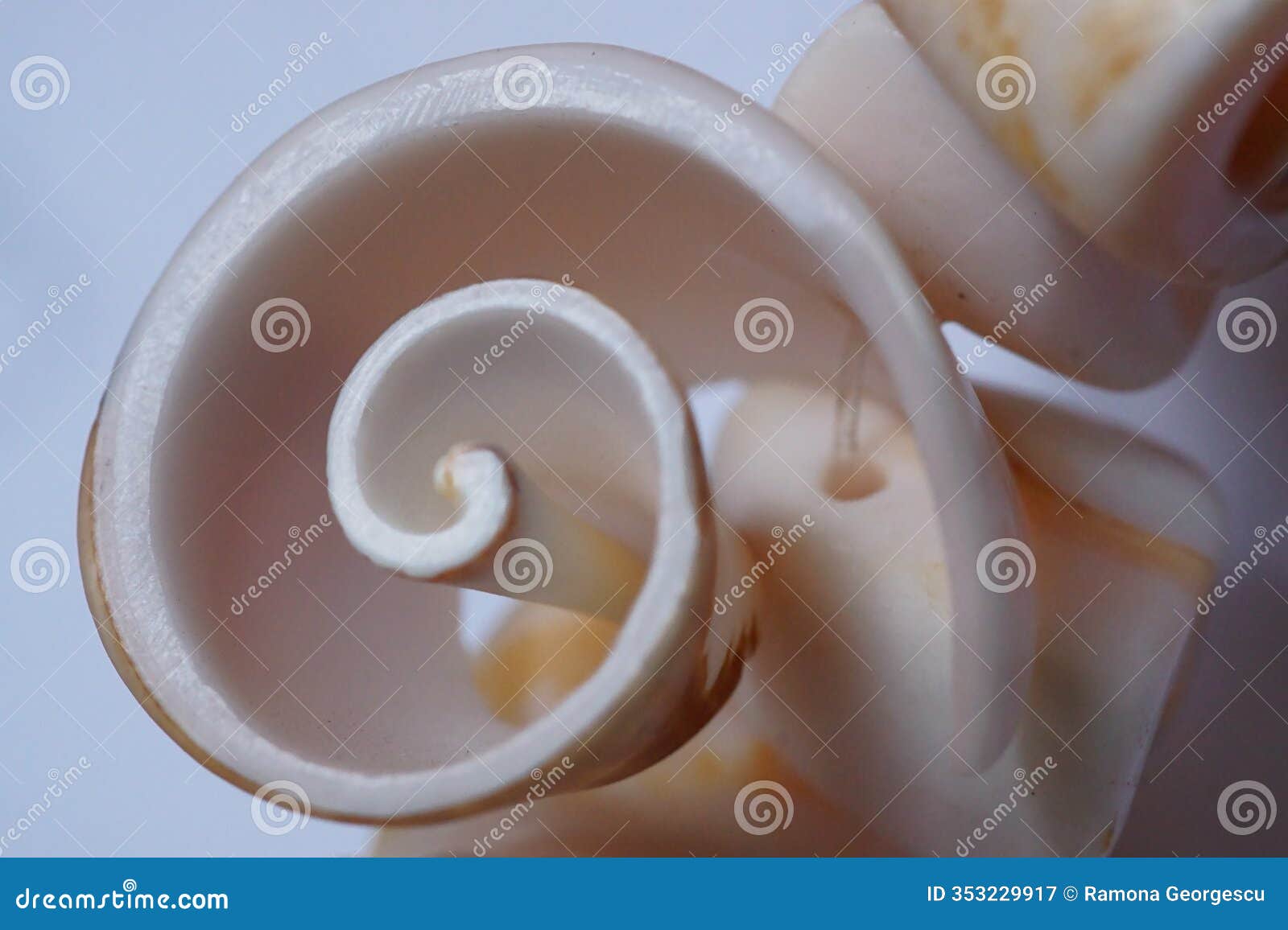 Fibonacci Essence in Nature the Spiral Seen in Section of a Seashell ...