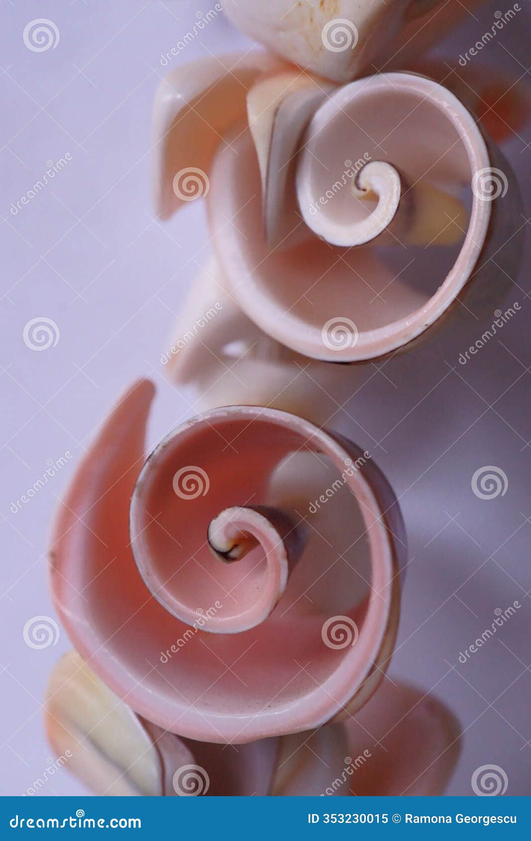 Fibonacci Essence in Nature the Spiral Seen in Section of a Seashell ...