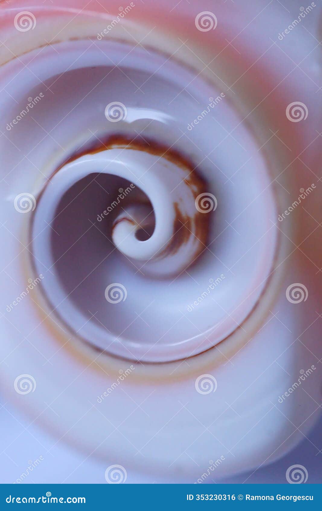 Fibonacci Essence in Nature the Spiral Seen in Section of a Seashell ...
