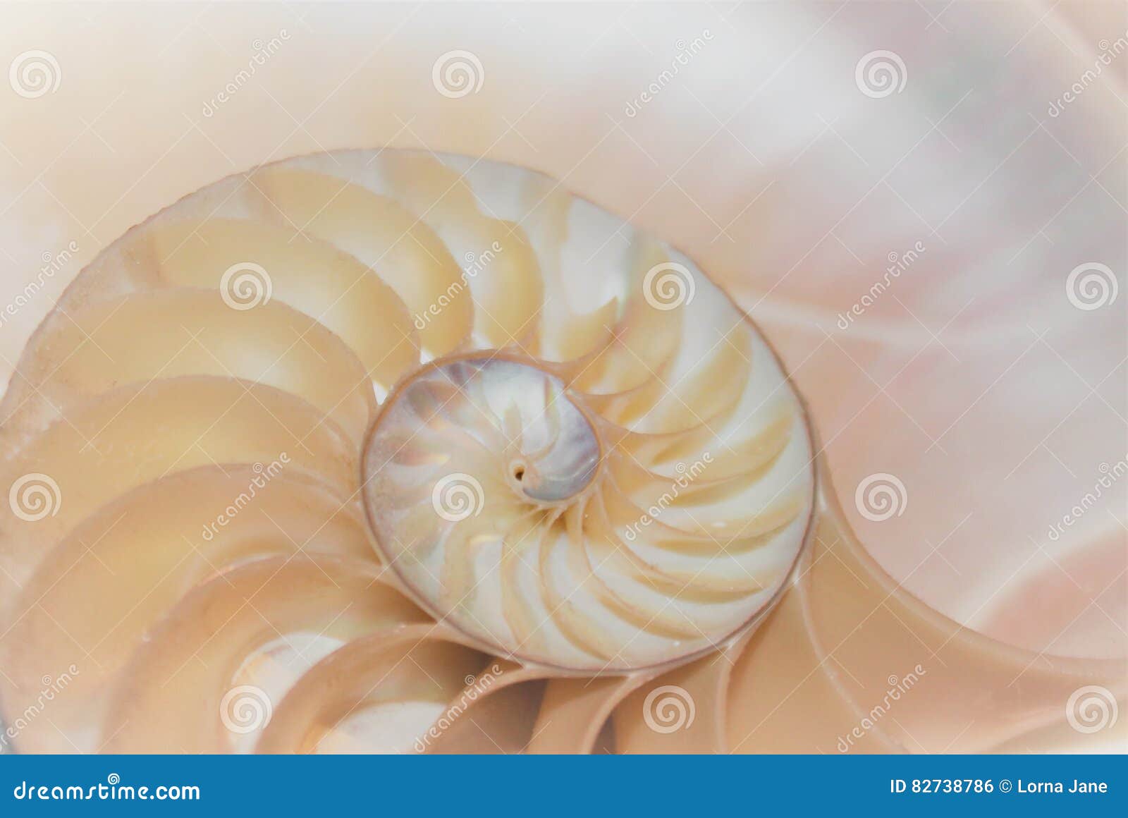 Fibonacci Shell, Golden Ratio Digital Painting Stock Photography ...