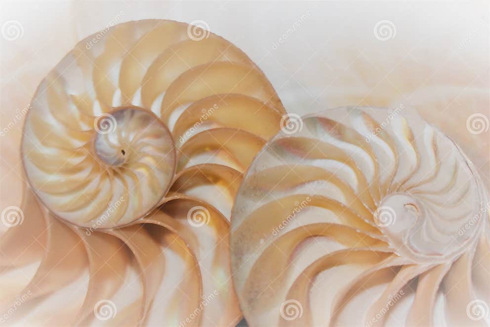 Fibonacci Pattern in Cross Section Nautilus Sea Shell Stock Image ...